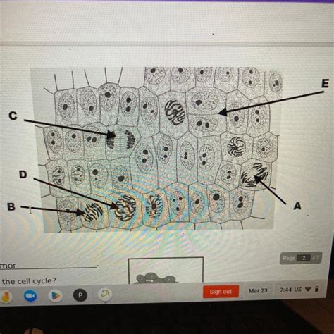 Plant Cell With Mitosis At Rose Thyer Blog