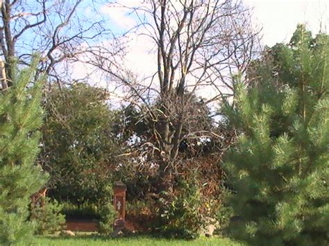 Рассказ Трагический случай Григорий Рыжов Проза ру