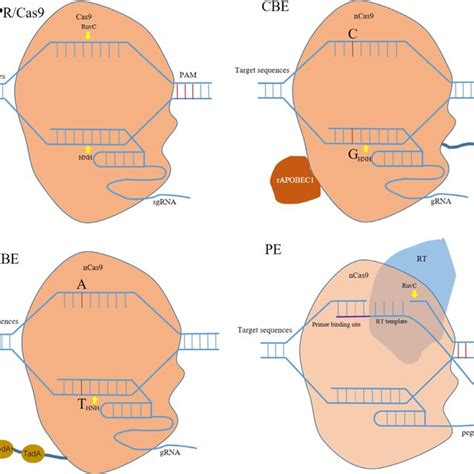 Application Of Crisprcas12 And Crisprcas13 In Nucleic Acid Detection