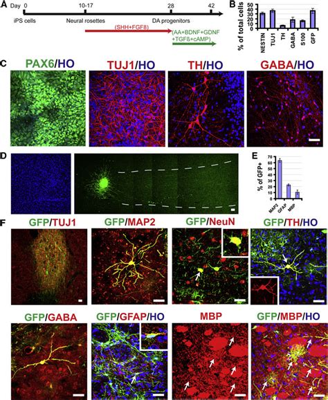 Differentiation Of Grafted Neural Progenitors A Schematic Diagram Of Download Scientific