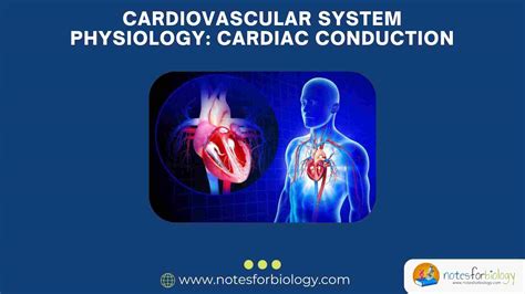 Cardiovascular System Physiology Cardiac Conduction Best