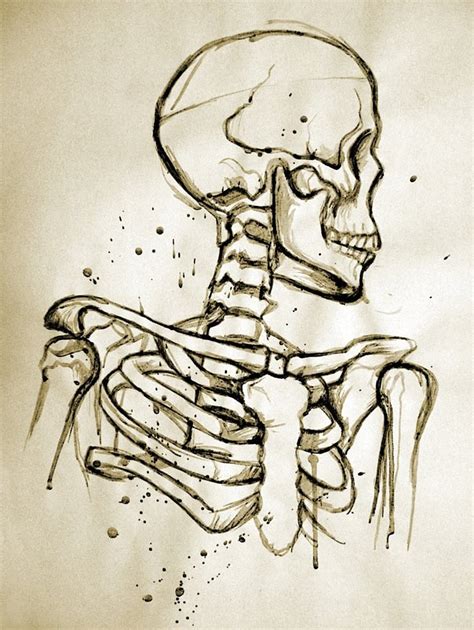 Unconventionally Keyed Skeleton Study Thing By ChaoticInsanity13 On DeviantART Skeleton