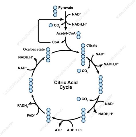Citric Acid Cycle Illustration Stock Image F0419917 Science