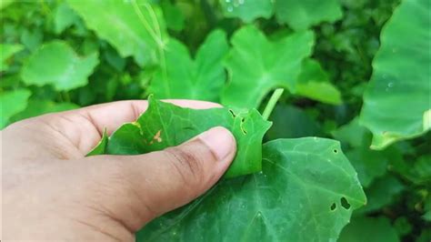 কায়া কাটোল গাছের পাতা এবং ফল খেলে আপনাদের চোখের জ্যোতি ভালো হয়ে যাবে Youtube