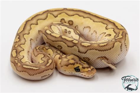 Python Regius Lesser Clown