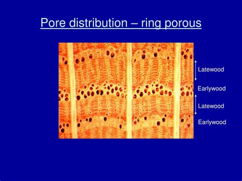 Ppt Hardwood Anatomy Powerpoint Presentation Free Download Id1442944