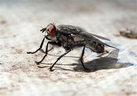 자연 곤충 파리 Pixabay의 무료 사진 Pixabay