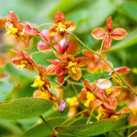 Epimedium Orange Queen Epimedium X Warleyense Pietrzykowscypl™