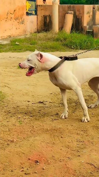 كلب دوجو أرجنتينو Youtube