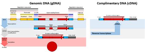 Chapter 5 Investigating Dna Chemistry