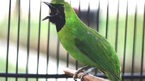 Inilah Perbedaan Dan Perbandingan Cucak Ijo Dan Cucak Ijo Mini Rembang Today