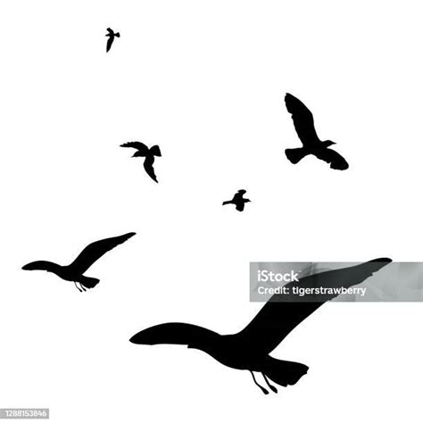 갈매기 새 항해 선원 문신 스케치의 세트 흰색 배경에 비행 갈매기 실루엣의 검은 스트로크 마린 세트 무리에 물 새의 다른 모양의 그림 벡터 갈매기에 대한 스톡 벡터 아트 및