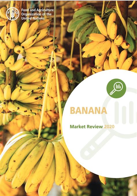 Banana Markets And Trade Food And Agriculture Organization Of The United Nations