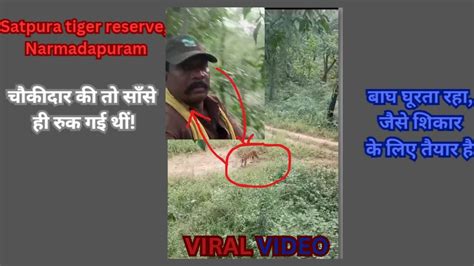 बाघ घूरता रहा जैसे शिकार के लिए तैयार है चौकीदार की तो साँसे ही रुक गई थीं News Viralvideo