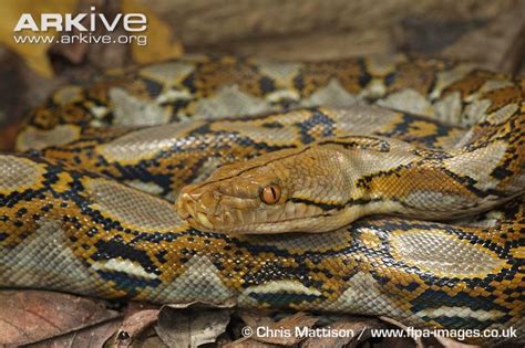 세상에서 가장 큰 뱀 네이버 블로그