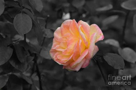 Selectively Colored Rose Photograph By Adam Gladstone Fine Art America