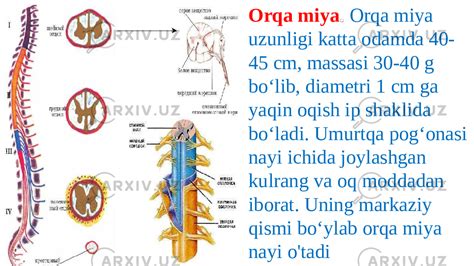 Orqa Miyaning Tuzilishi Va Funksiyasi Odam Va Uning Salomatligi Slaydlar