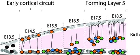 Embryonic Circuit Development Image Eurekalert Science News Releases