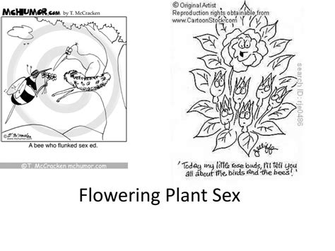 Ppt Flowering Plant Sex Powerpoint Presentation Free Download Id