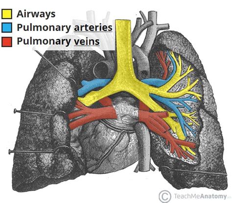Pulmonary Arteries Anatomy Pulmonary Artery Anatomy Britannica