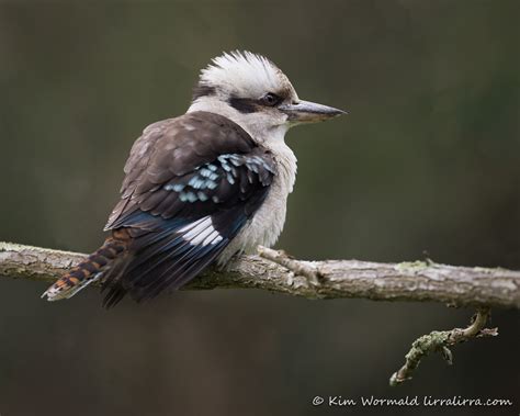 Laughing Kooka Lirralirra