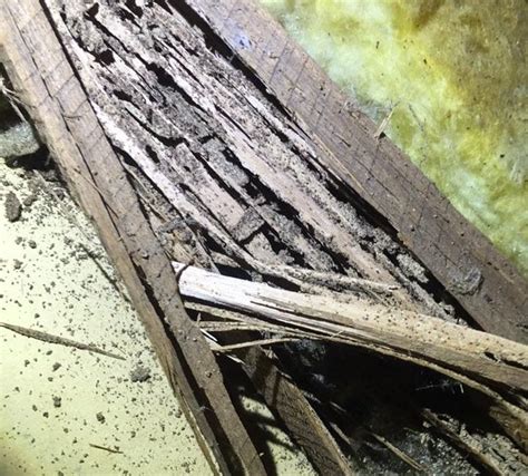 Regular Visual Termite Inspection