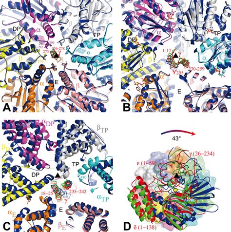 Four Serial Cross Sections Perpendicular To The Pseudo 3 Fold Axes Oe Download Scientific