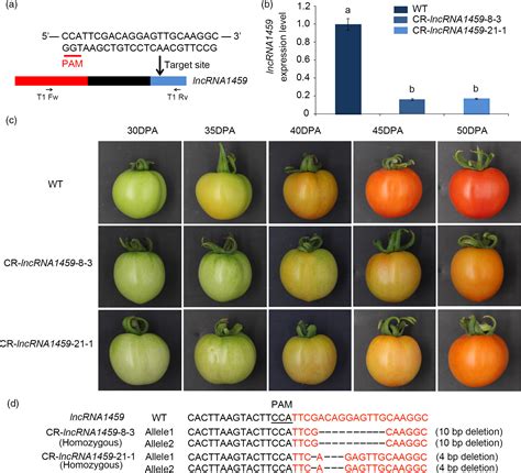 Crispr Cas9‐mediated Mutagenesis Of Lncrna1459 Alters Tomato Fruit Ripening Li 2018 The