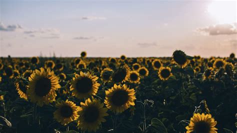 Sunflower 4k Wallpapers Top Free Sunflower 4k Backgrounds