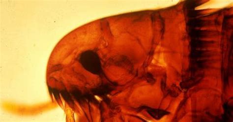 Siphonaptera Fleas Album On Imgur