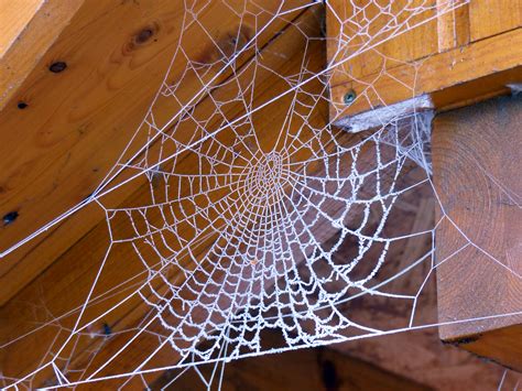 Cobweb On The House Free Image Download