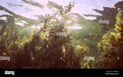Thickets Seaweed Brown Sargassum Covered Coral Reef And Reflected On