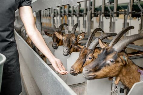 Goat Farming In South Africa A Step By Step Comprehensive Guide For