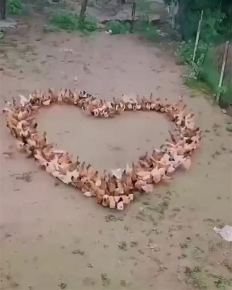 Coding Dsa On Linkedin When One Teaches Two Learn Robert