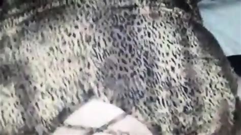 Bear Cd Bttm Gets Bred By Top Bear Eporner