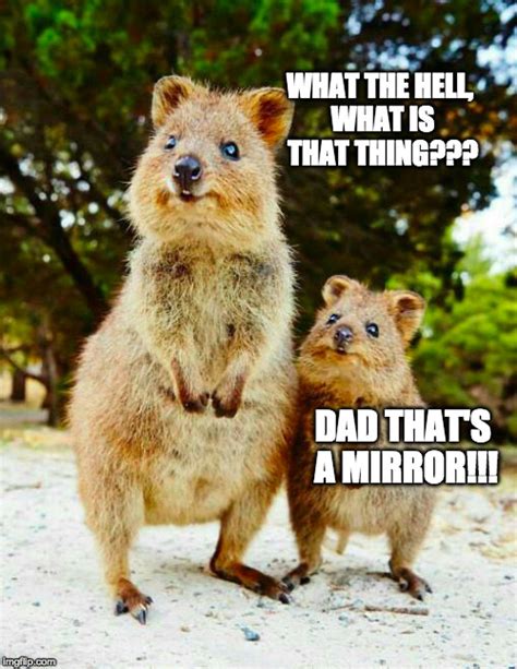 Quokka Meme