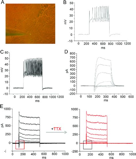 Electrophysiological Properties Of Ngn2 Induced Neurons From Oecs A A Download Scientific