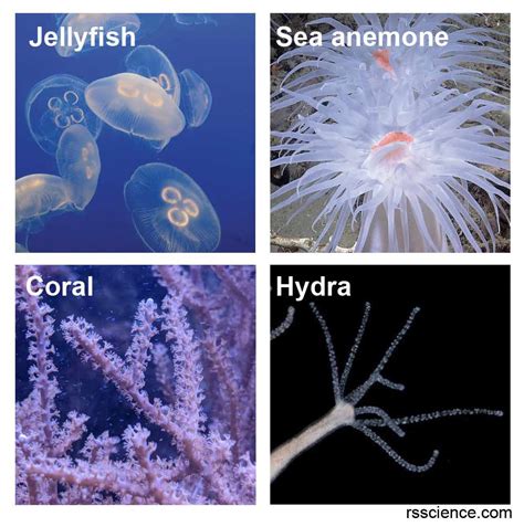 Coral Classification Characteristics Structure And Types Rs Science