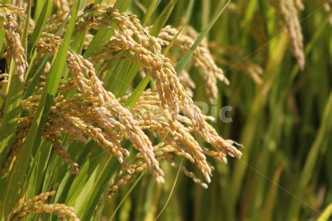 벼 작물 가을 곡식 Oryzasativa 사진 이미지 일러스트 캘리그라피 산사람작가