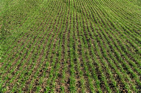 이른 봄에 겨울 밀의 밭 곡물 작물의 대칭 싹의 선 현장에서 생산되는 유기농 식품 0명에 대한 스톡 사진 및 기타 이미지 0명 건강한 식생활 곡초류 Istock