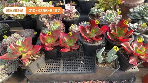 24 12 31 화요 라이브 올해의 마무리 곰도리다육 라이브 Youtube