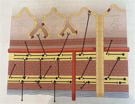 Layers Of Gi Tract Diagram Quizlet