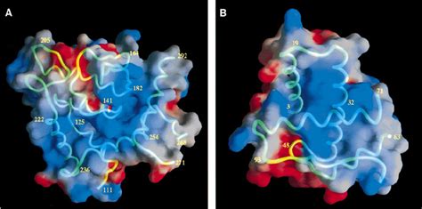 Electrostatic Surface Potential Of Domains Of Xerd A Domain 2 And