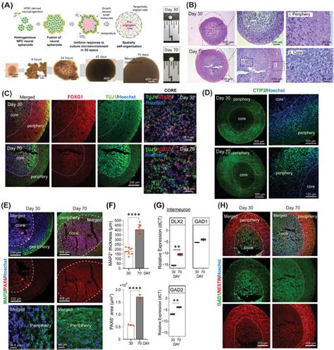 neuronal subtype specification in spatially self‐organized