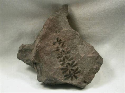 Eocene Fossil Leaf