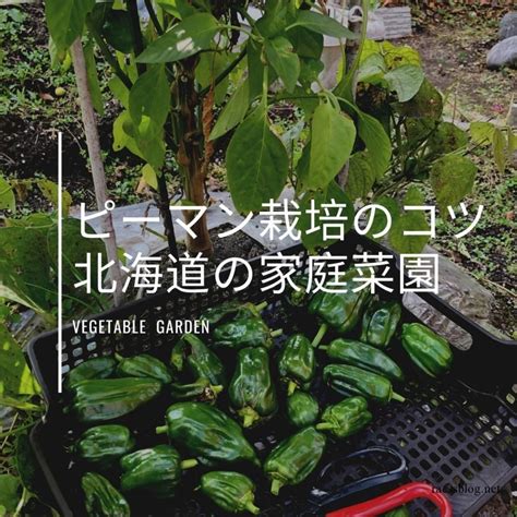 ピーマン栽培のコツ 北海道の家庭菜園2020 家庭菜園 トマトの栽培 ベランダ 野菜