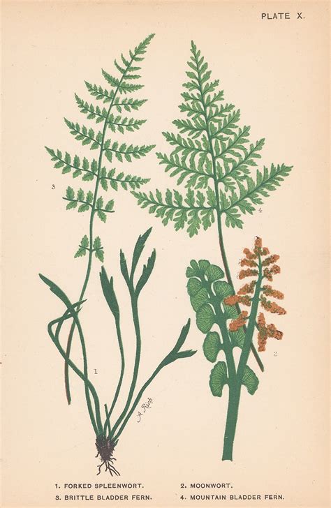 Phoebe Lankester British Ferns 1890 The Map House