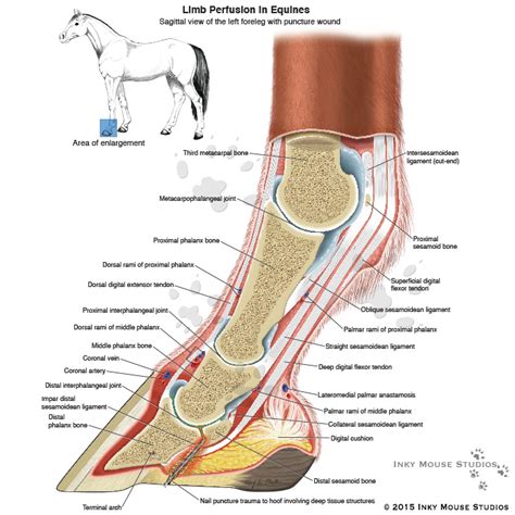 15 Hoof Education Idées Cheval à Enregistrer Aujourdhui Veterinaire