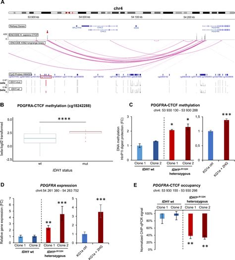 Hypermethylation And Decreased Ctcf Binding At The Ctcf Loop Anchor Download Scientific Diagram
