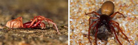 Sowbug Killer Spider